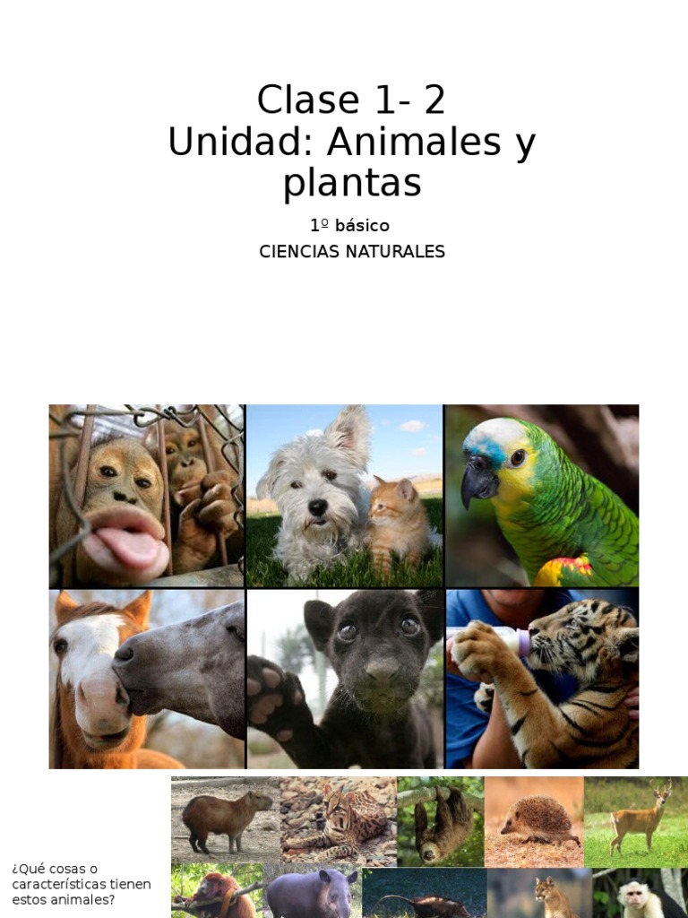 Clase 1 y 2 Unidad Plantas y Animales | PDF