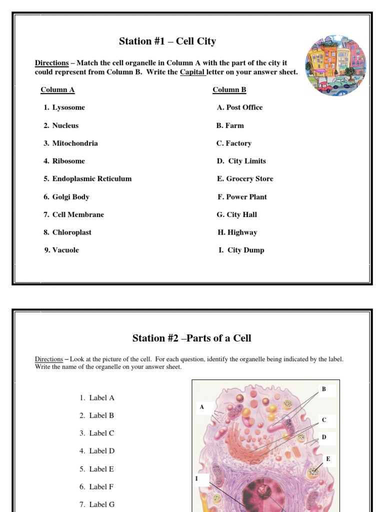 Cell Station Activity Cards G 0910 | PDF | Cell (Biology) | Chloroplast
