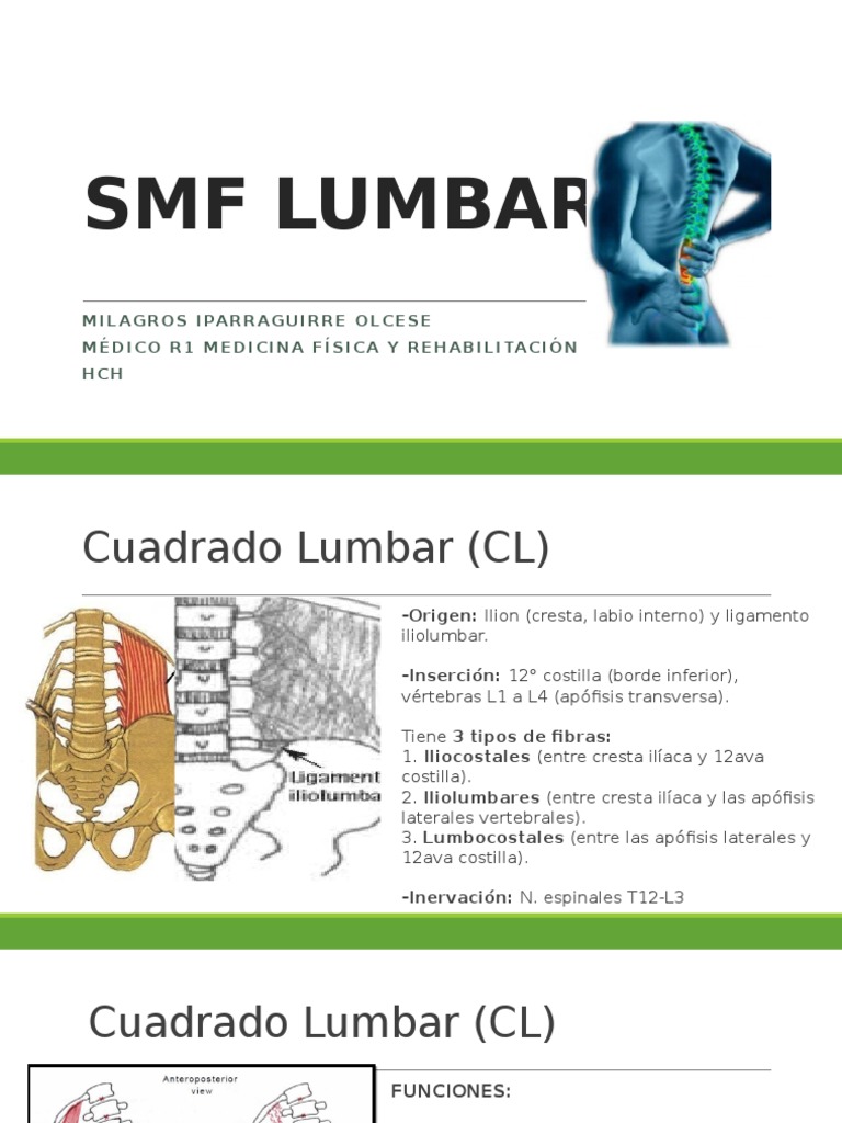Origen e Inserción del Cuadrado Lumbar | PDF | Dolor lumbar | Rodilla