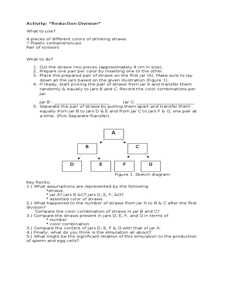 Activity: "Reduction Division" | PDF