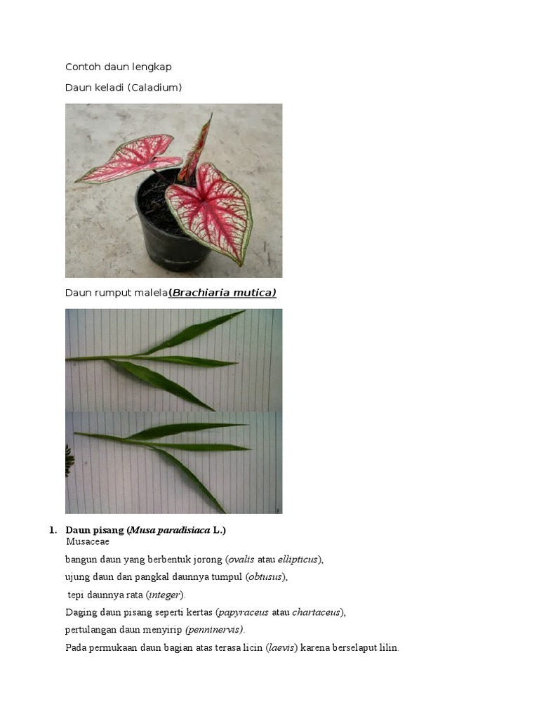 Contoh dan Jenis Daun Lengkap | PDF