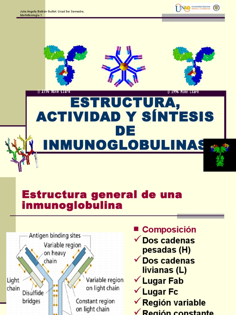 Estructura de Las Inmunoglobulinas | Anticuerpo | Gene