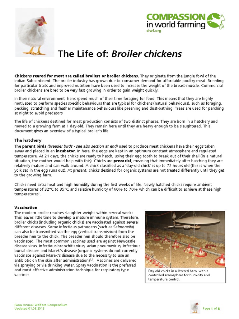 Broiler Chicken Life Cycle Overview | PDF | Broiler | Chicken