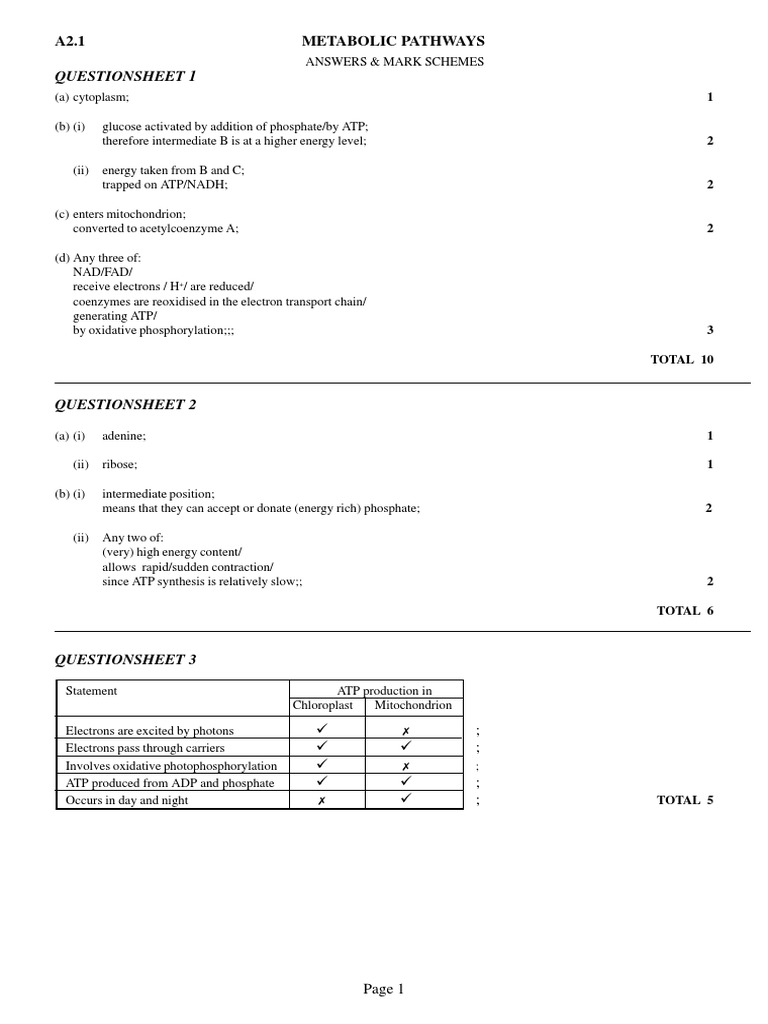 Metabolic Pathways MS | PDF | Adenosine Triphosphate | Cellular Respiration