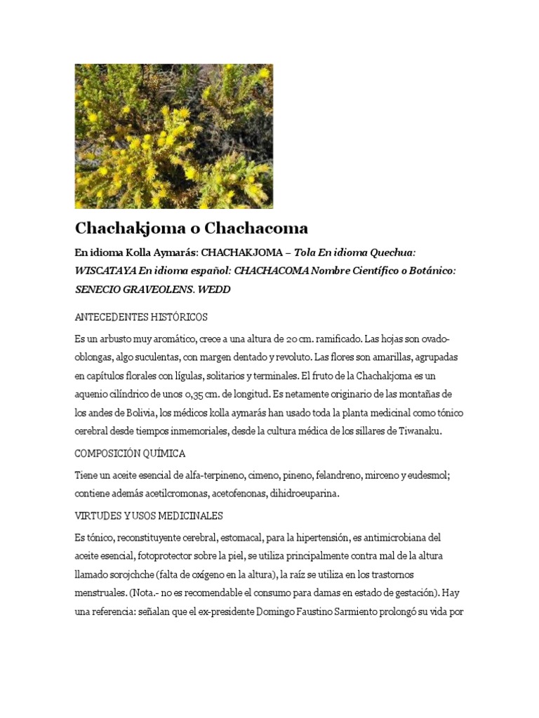 Propiedades y usos de la chachacoma | PDF