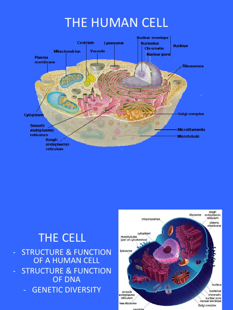 Cell Overview | PDF