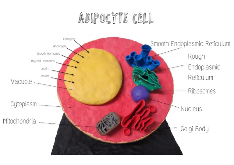 Adipocyte Cell: Smooth Endoplasmic Reticulum Rough Endoplasmic Reticulum Ribosomes | PDF