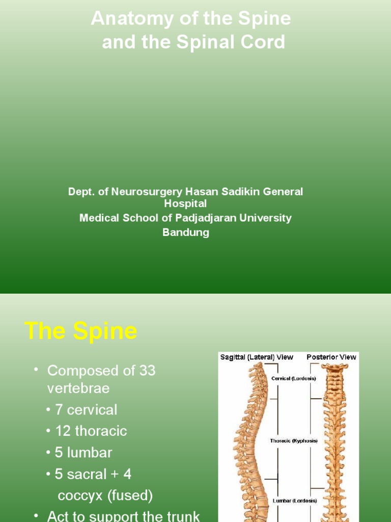 Anatomy of The Spine | PDF | Vertebra | Vertebral Column