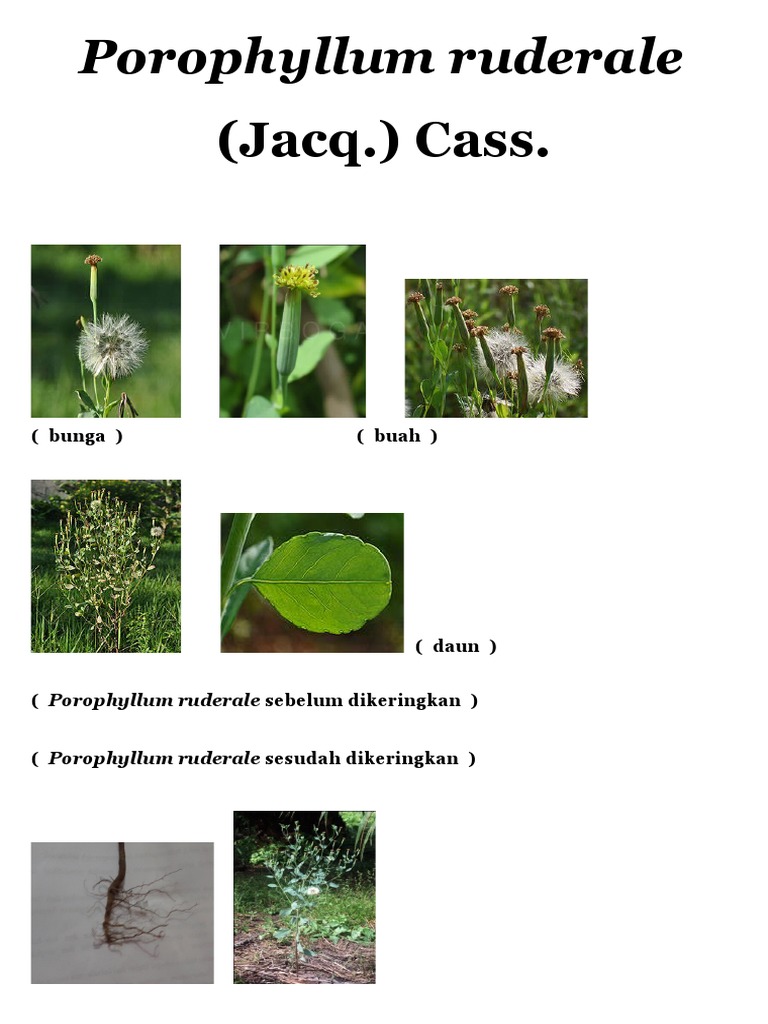 Porophyllum Ruderale | PDF