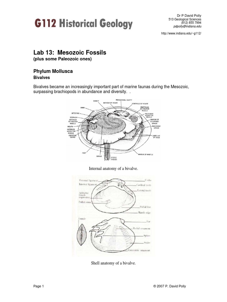 Lab 13: Mesozoic Fossils: Phylum Mollusca | PDF | Dinosaurs | Bivalvia