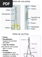 Posición de Roser o Proetz | PDF | Inflamación | Biología Celular)