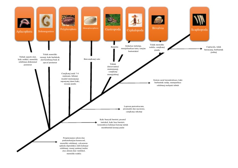 Kladogram Mollusca | PDF