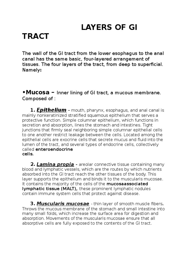 Layers of Gi Tract | Epithelium | Gastrointestinal Tract