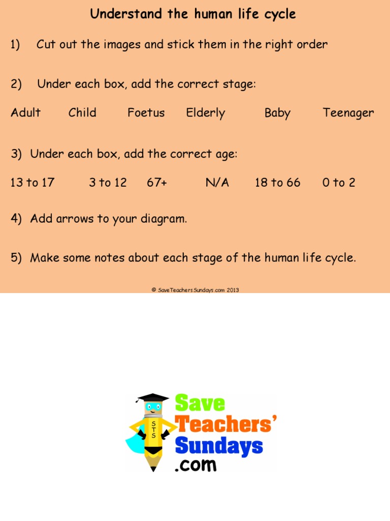 Human Life Cycle (Worksheet) | PDF
