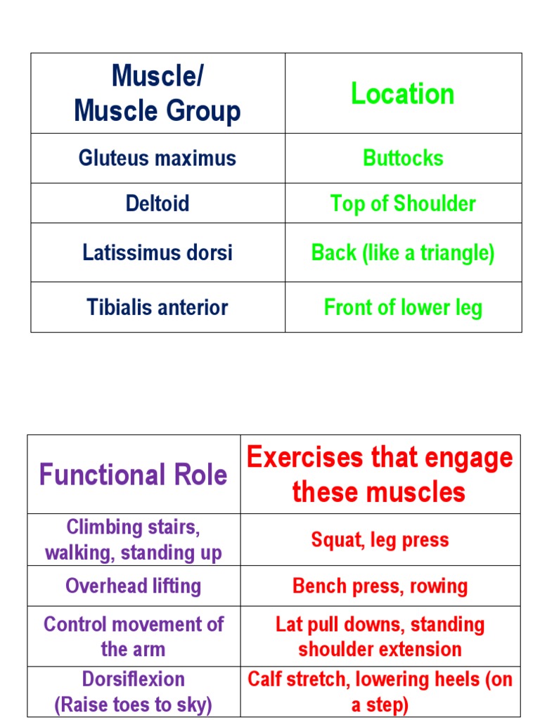 Muscle Cards | PDF | Human Leg | Anatomical Terms Of Motion