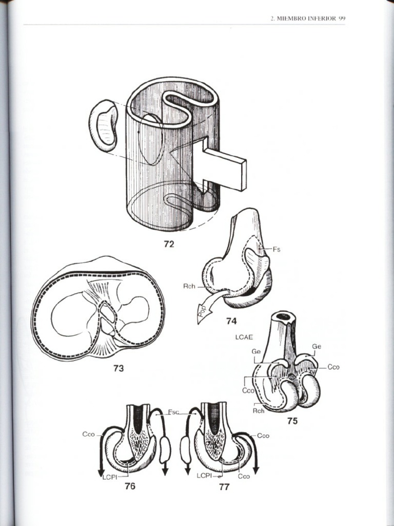 Kapandji, A. I. - Fisiología Articular 2 - Miembro Inferior (Parte 2 de ...