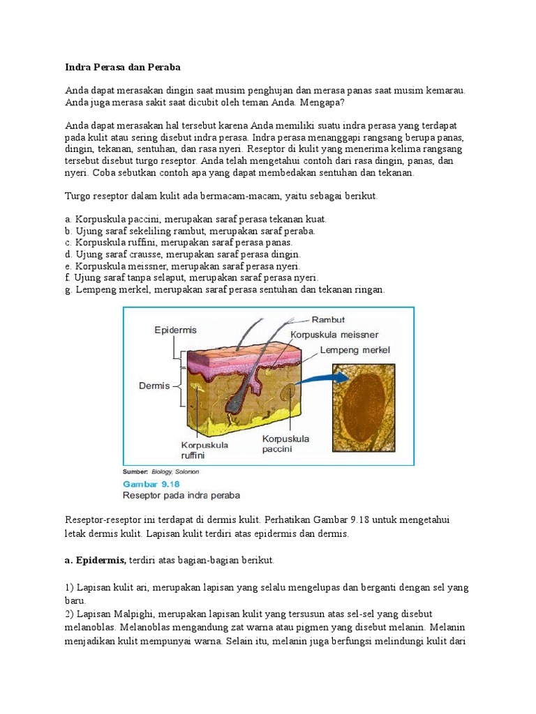 Kulit Indra Perasa Dan Peraba | PDF | Seni & Disiplin Bahasa