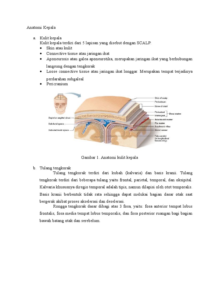 Anatomi Kepala | PDF