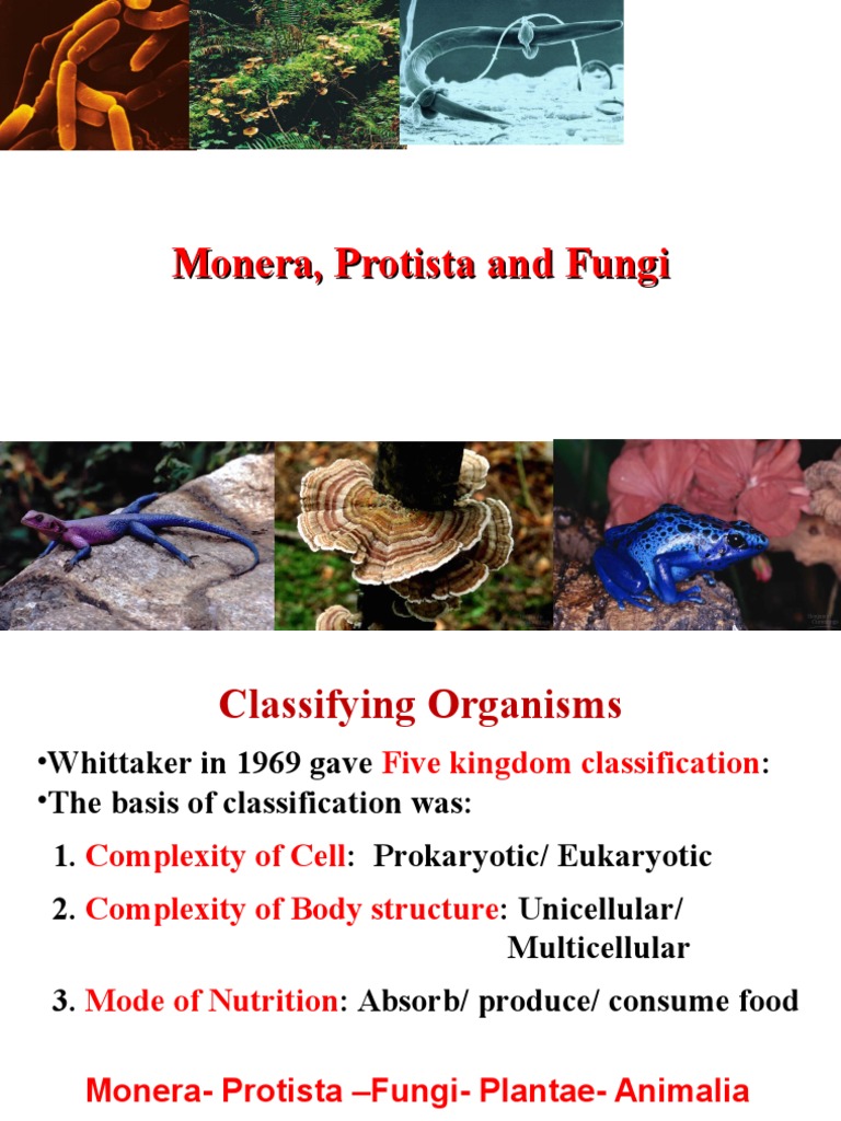 BAS 100 Monera, Protista, Fungi | PDF | Eukaryotes | Cell (Biology)