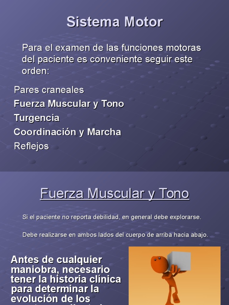 Sistema Motor | PDF | Músculo | Codo
