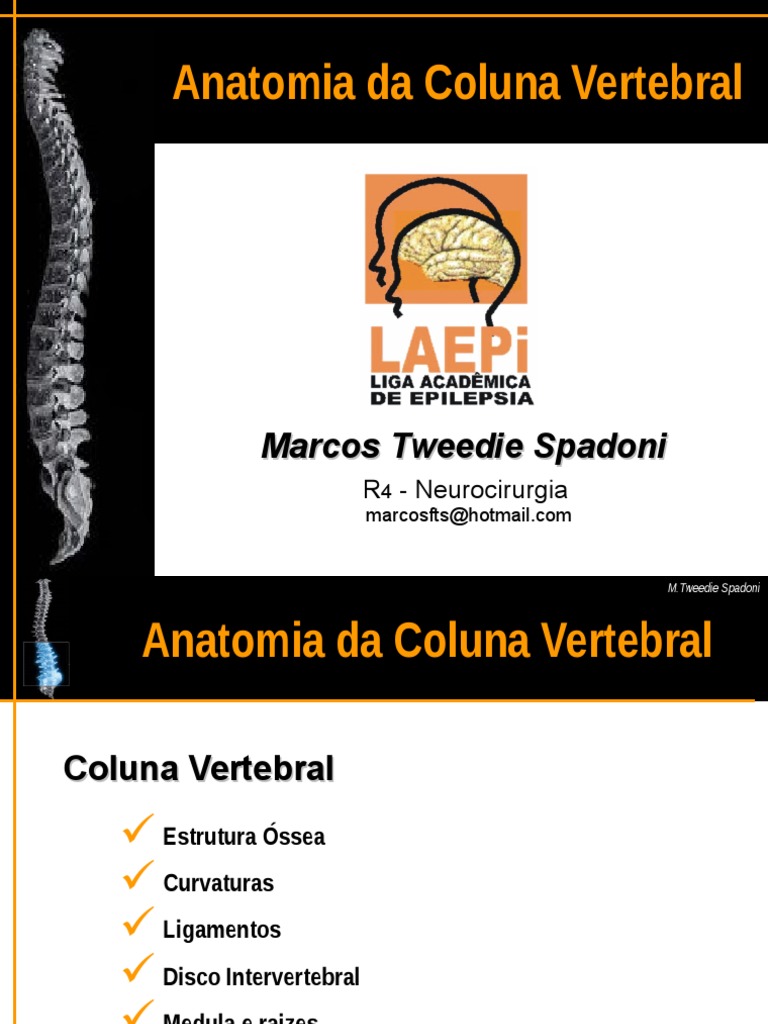 Anatomia Completa da Coluna Vertebral | PDF | Coluna vertebral | Vértebra