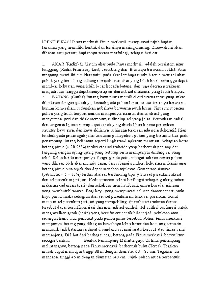 Morfologi dan Ciri Pinus merkusii | PDF