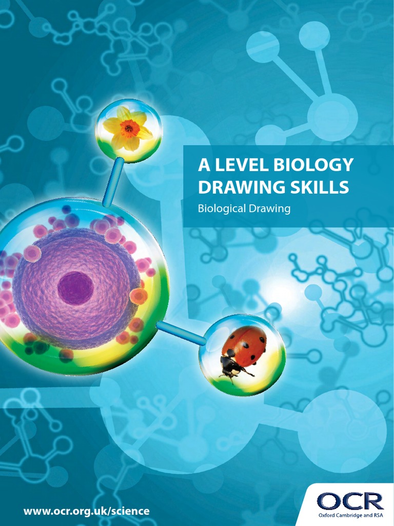 Drawing Skills Booklet For A Level Biology | PDF | Heart Valve | Lens ...