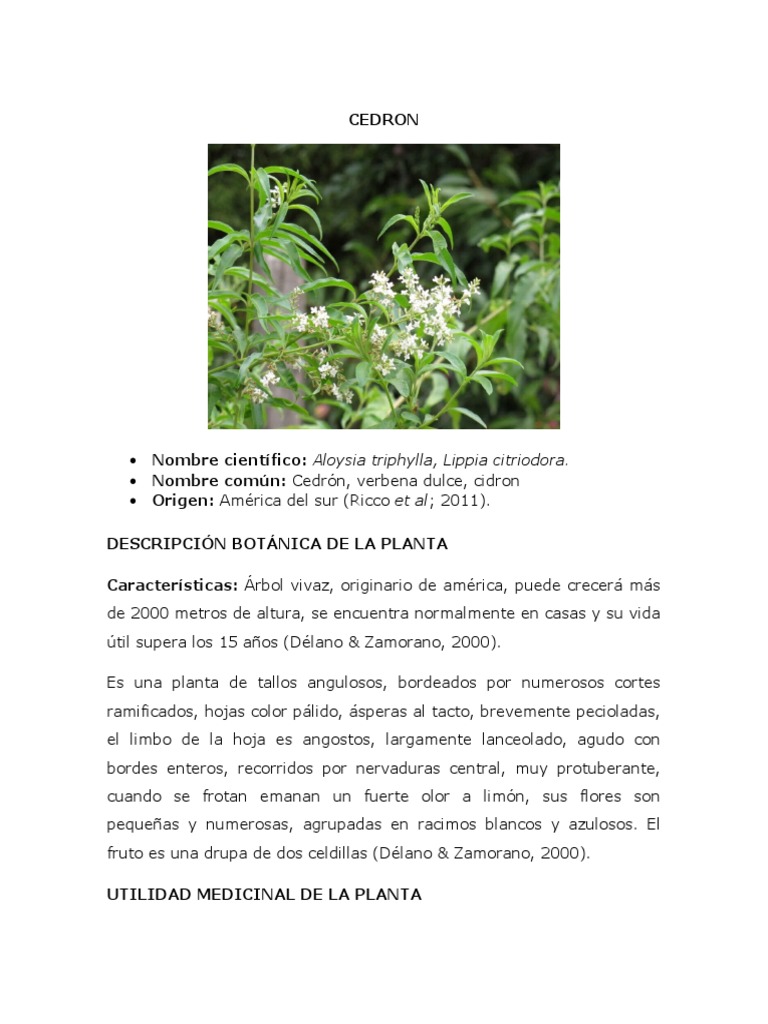 Trabajo Cedron | PDF | Plantas | Medicina