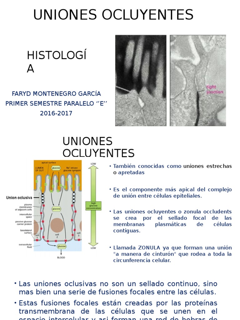 Uniones Ocluyentes en Tejido Epitelial | PDF