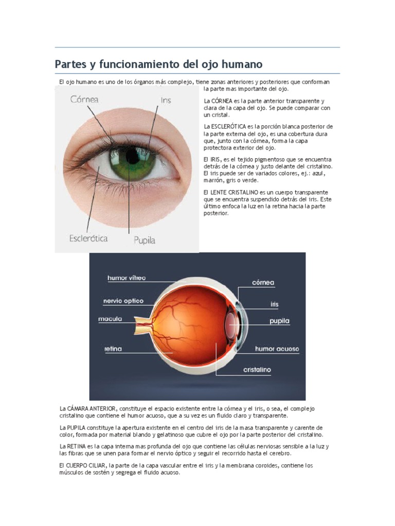 Partes y Funcionamiento Del Ojo Humano | Ojo humano | Percepción visual