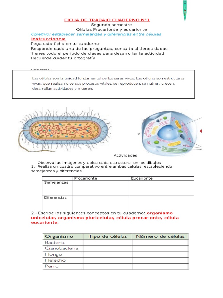 Hoja De Trabajo Sobre Células Vivas Qué Es Una Célula Vegetal?