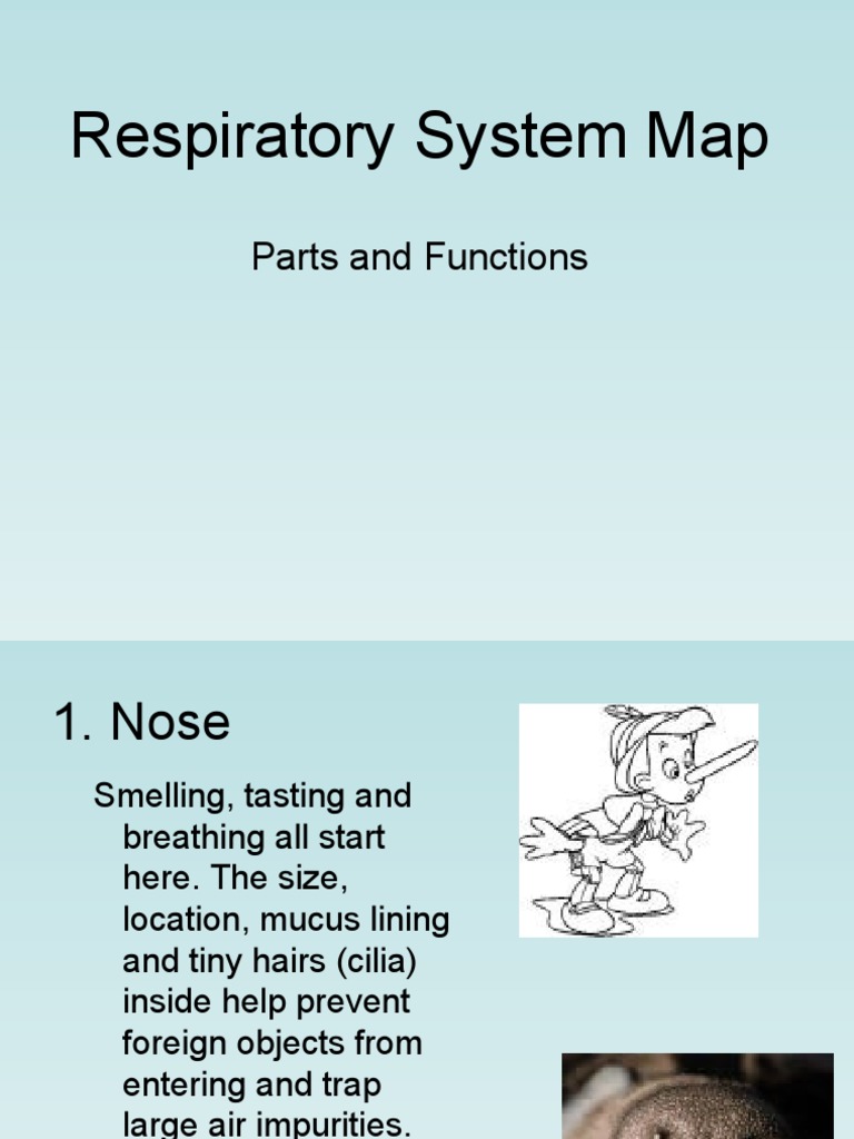 Respiratory System Map | PDF