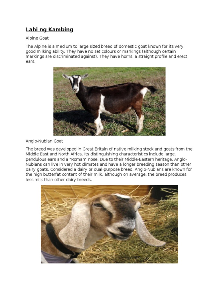 Goat | PDF | Goat | Domestic Pig