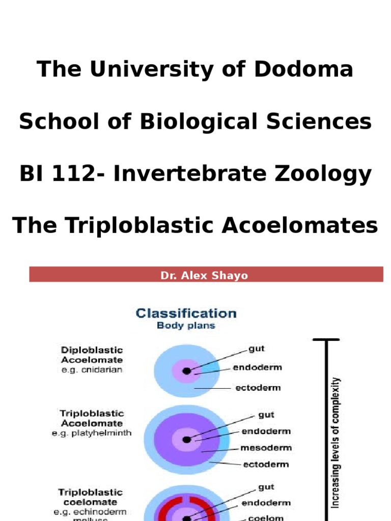 Lecture 6_triploblastic Acoelomates | Zoology | Protostomes