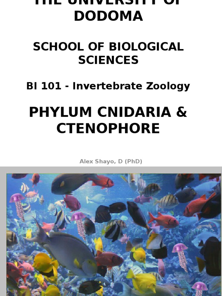 Cnidaria and Ctenophora Overview | PDF | Animal Taxonomy | Zoology