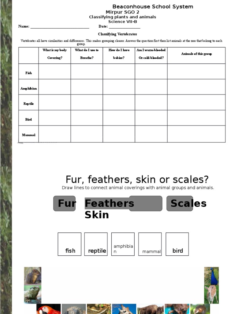 Animals Classification Teacher Notes Activites and Worksheets | PDF