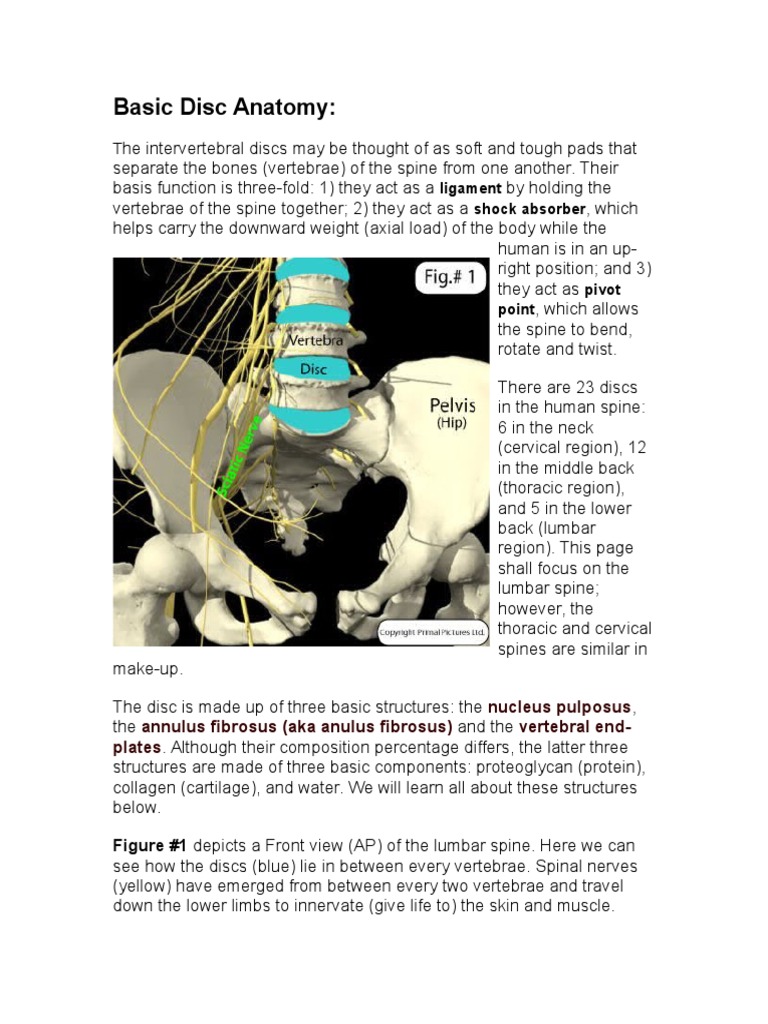Lumbar Spine Disc Anatomy Guide | PDF