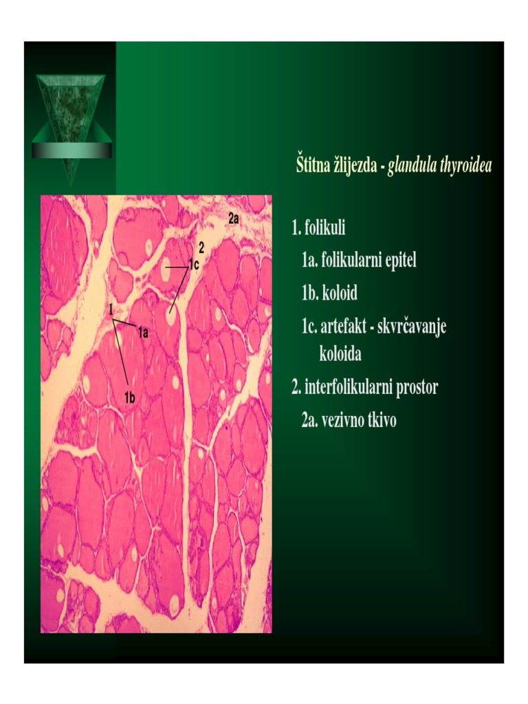 Endokrine Zlijezde Glandulae Endocrinae | PDF