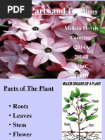 Parts of The Plant PPT Presentation | PDF | Leaf | Flowers