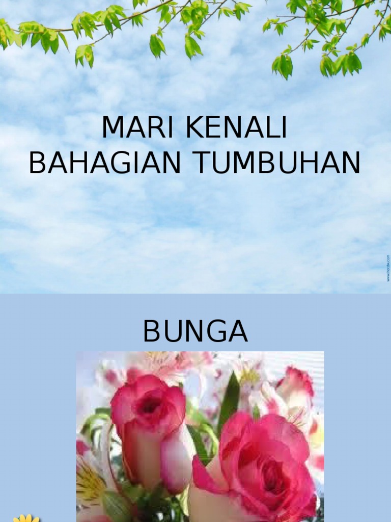 Mari Kenali Bahagian Tumbuhan | PDF