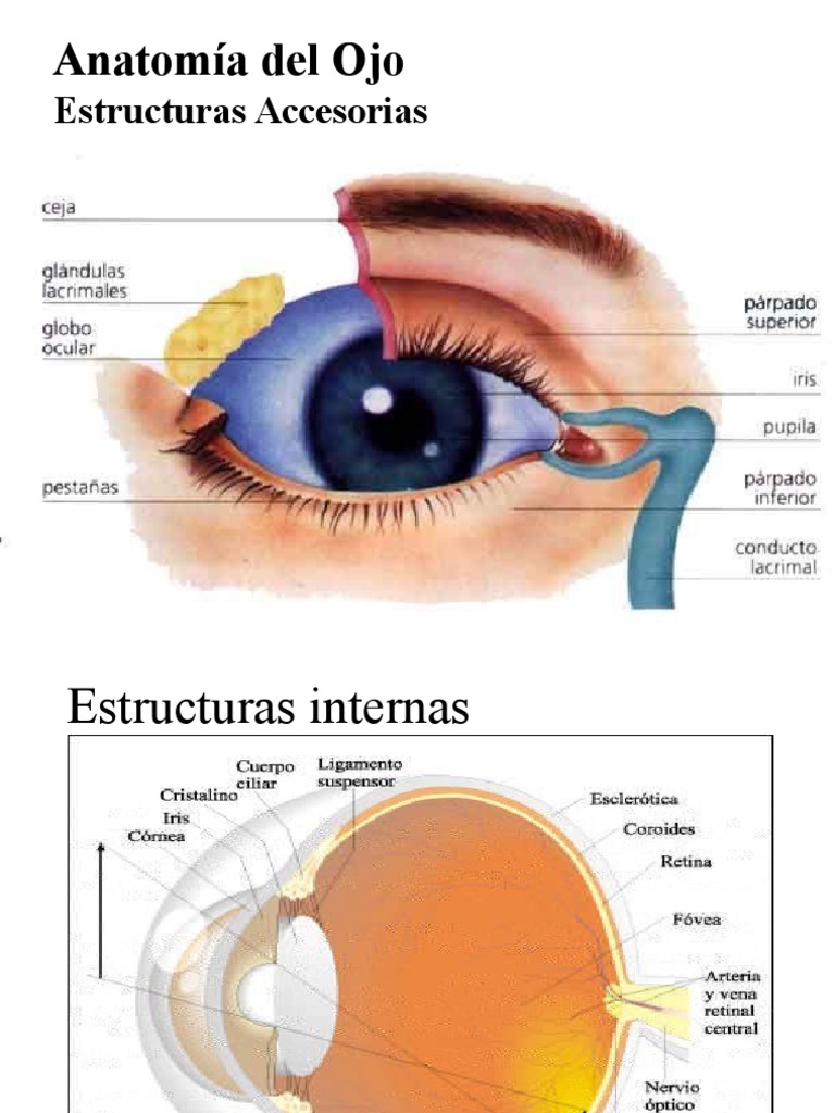 Anatomia Del Ojo ITB | PDF | Ojo humano | Ojo