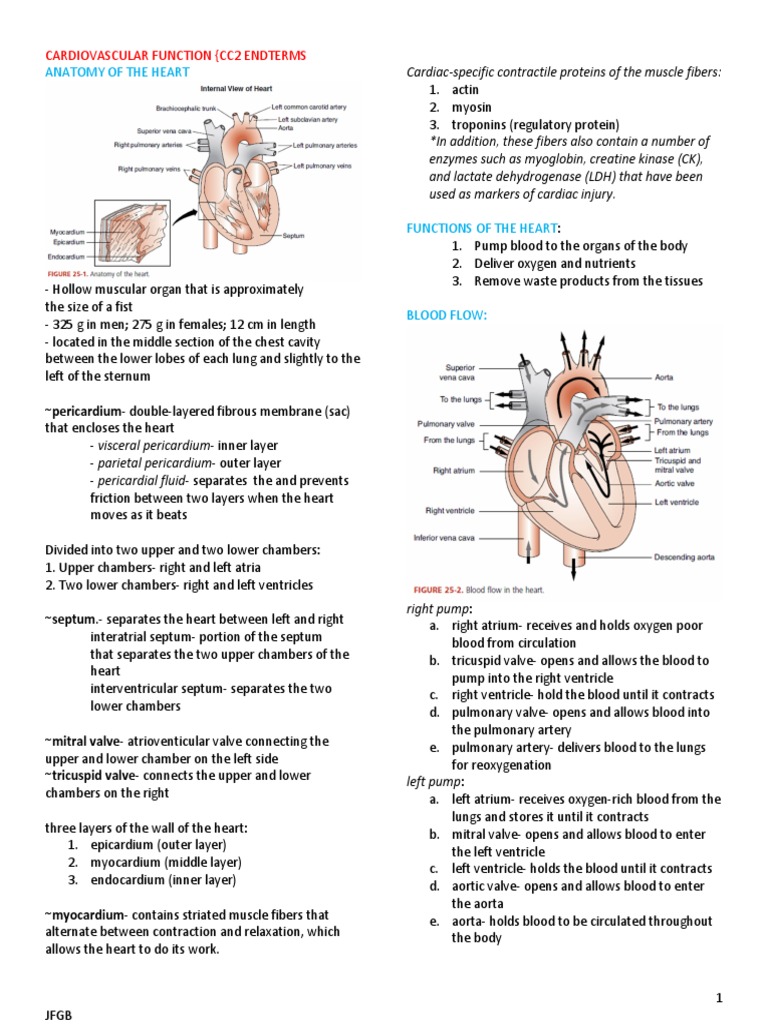 Cardiovascular Function | PDF | Angina Pectoris | Coronary Artery Disease