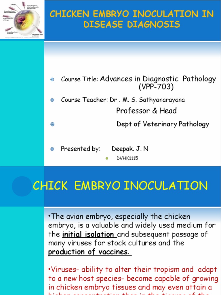 Chicken Embryo Inoculation As A Diagnostic Tool | PDF | Egg | Virus