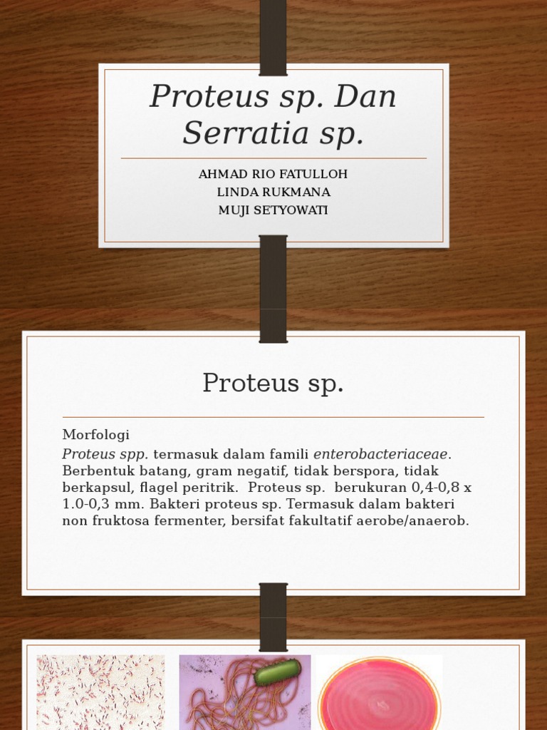 Bakteri 3 Proteus Sp. | PDF | Kesehatan Holistik