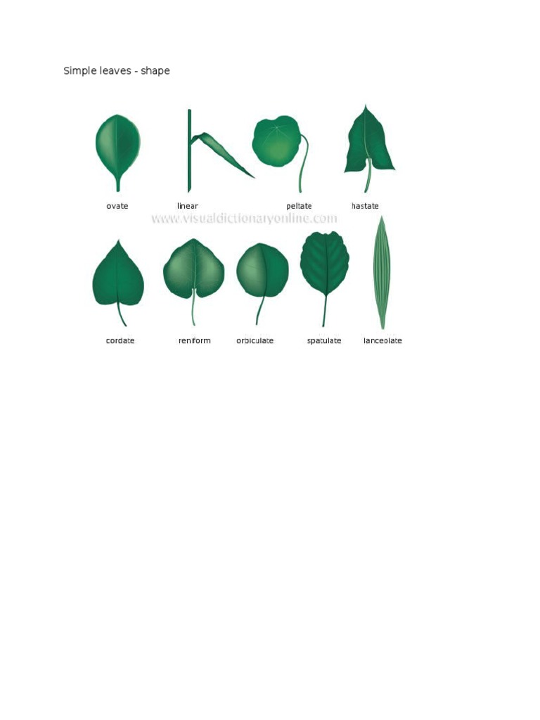 Simple Leaf Shapes Explained | PDF