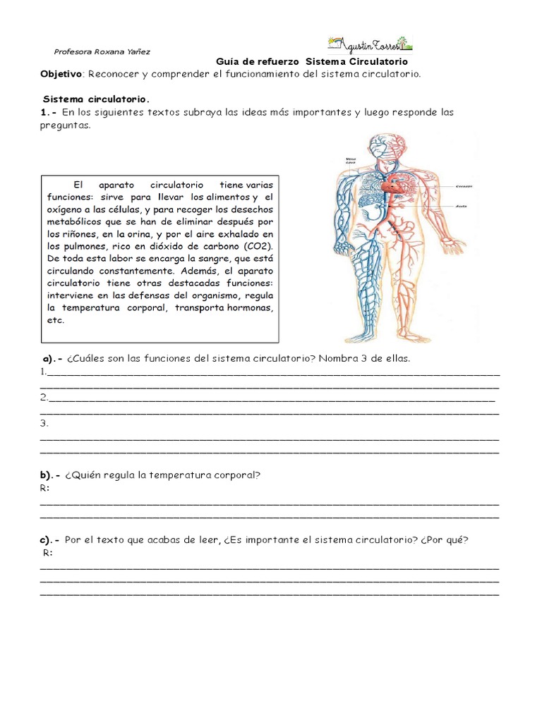 Guia Sistema Circulatorio 5 Basico | PDF