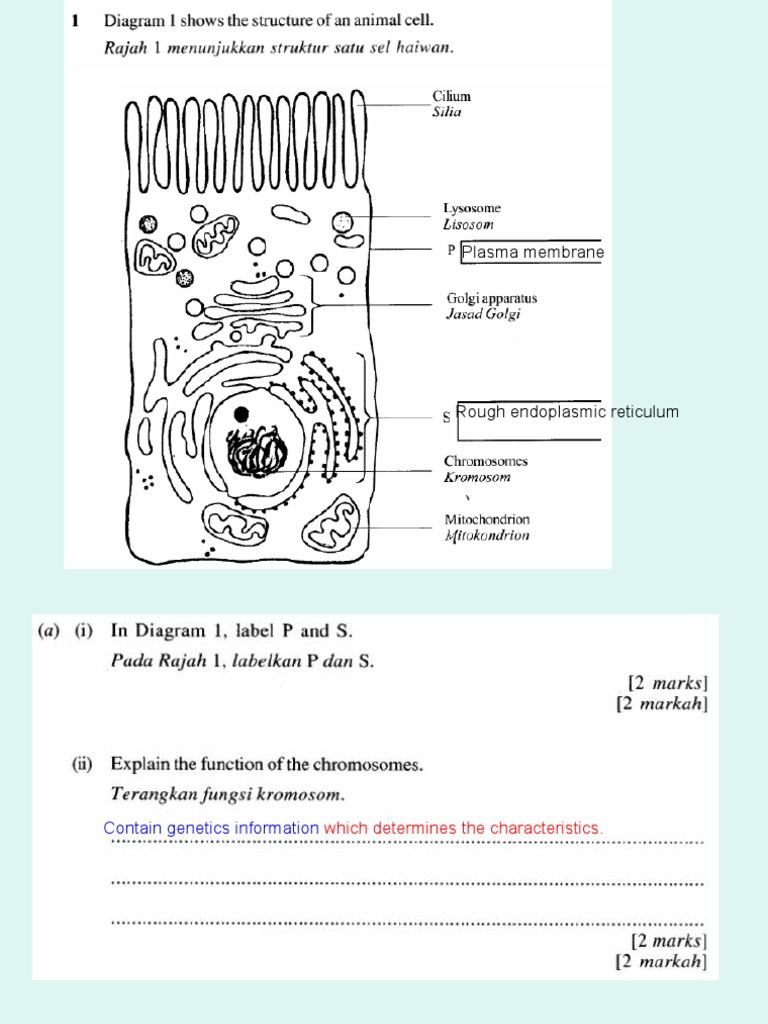 Biology Paper 2 SPM 2010 | PDF | Heart | Circulatory System