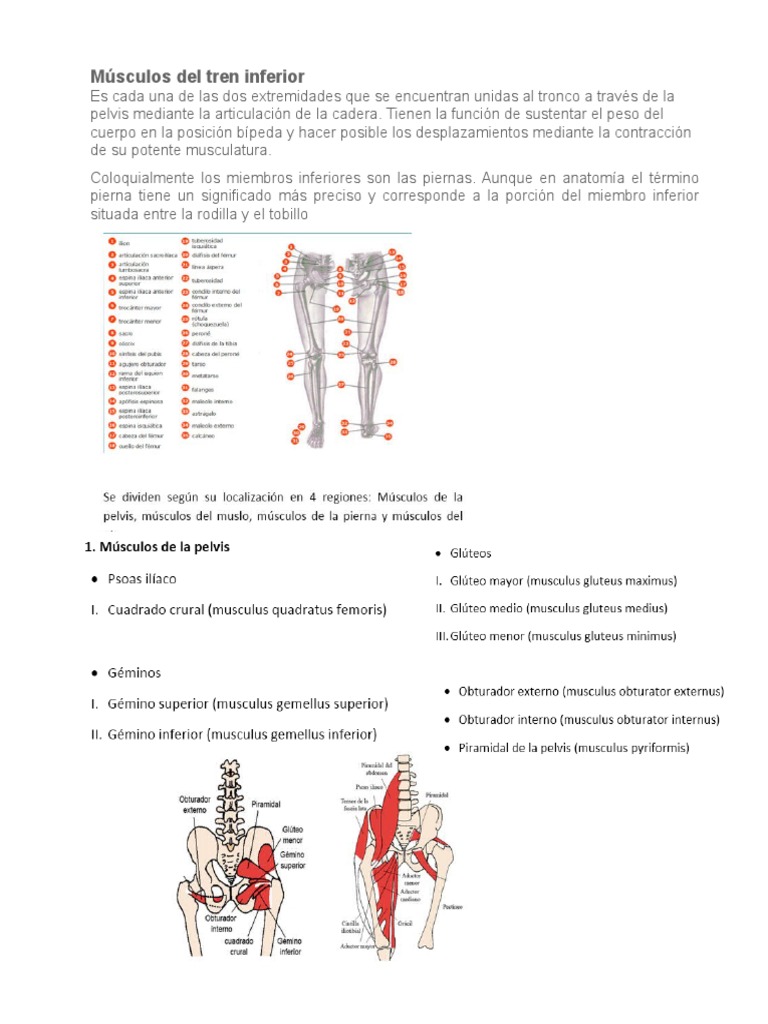 Músculos Del Tren Inferior | PDF