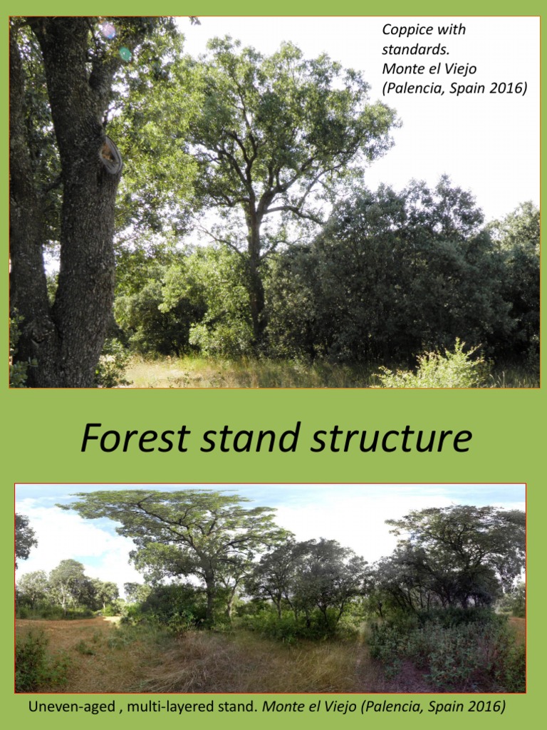 Stand Structure | Download Free PDF | Forests | Trees