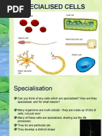 Specialised Animal Cells - Living Organisms - KS3 Biology - BBC ...